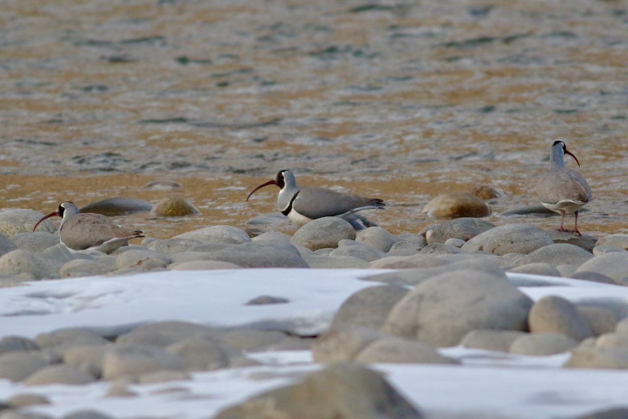 iGoTerra - Learn about Bar-tailed Treecreeper Certhia himalayana