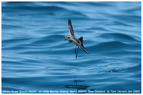 iGoTerra - Learn about Little Swift Apus affinis