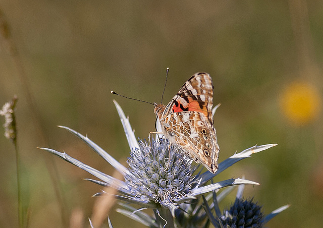 iGoTerra - Learn about Thalassarche bulleri bulleri