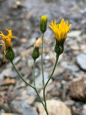 iGoTerra - Learn about Othius punctulatus