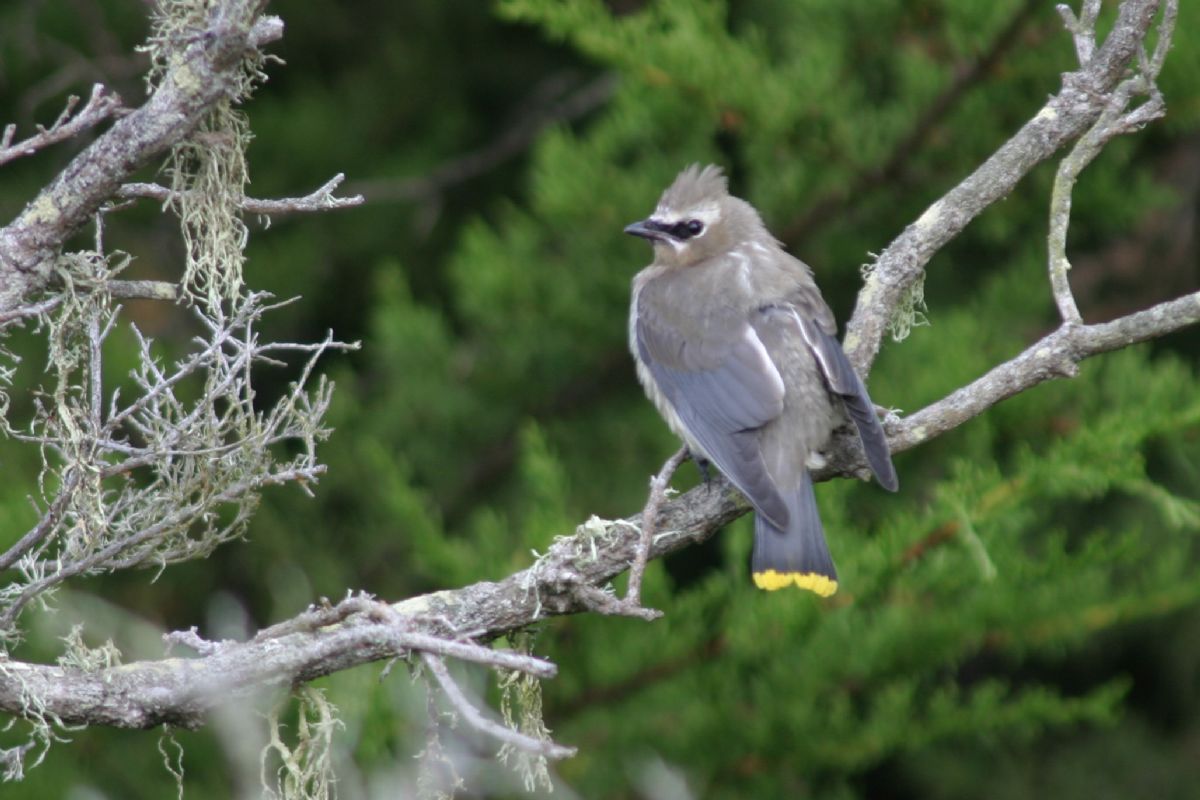 iGoTerra - Learn about Lesser Honeyguide Indicator minor