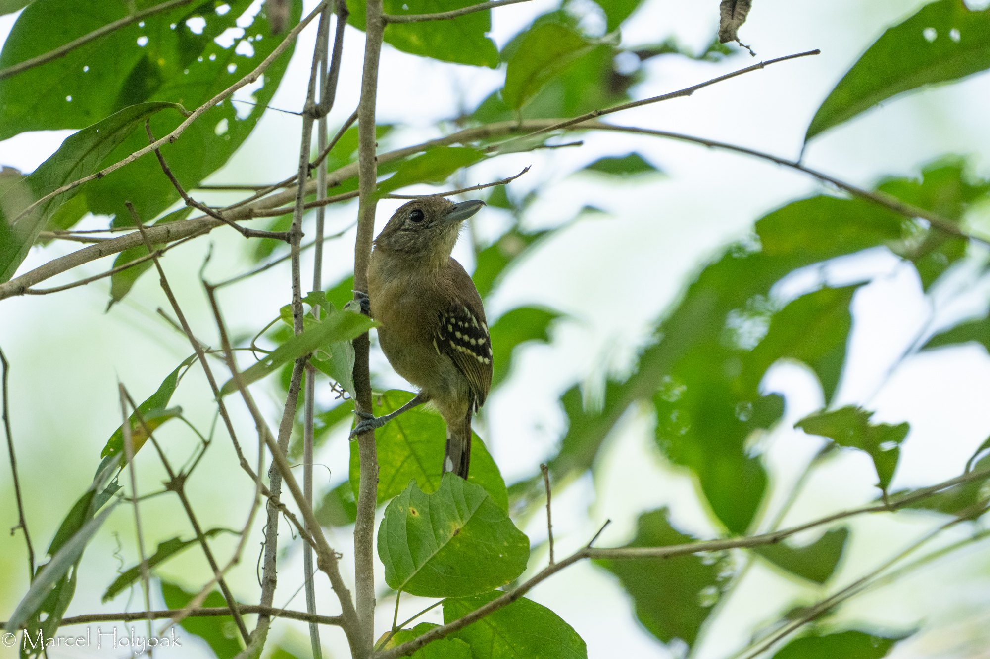 iGoTerra - Learn about Mangrove Warbler Setophaga petechia