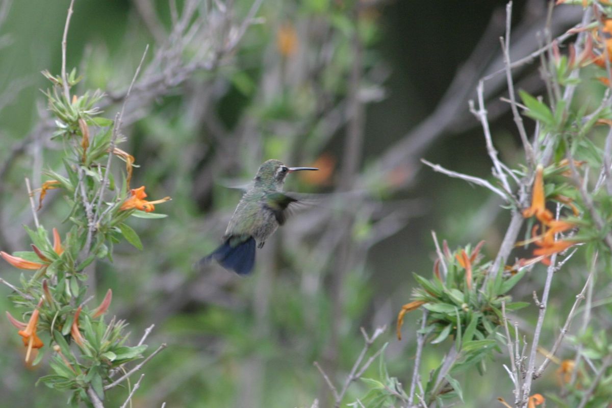 iGoTerra - Learn about White-collared Swift Streptoprocne zonaris