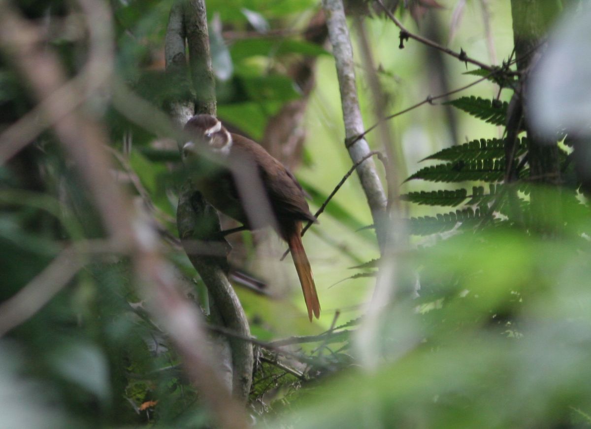 iGoTerra - Learn about Black-faced Solitaire Myadestes melanops