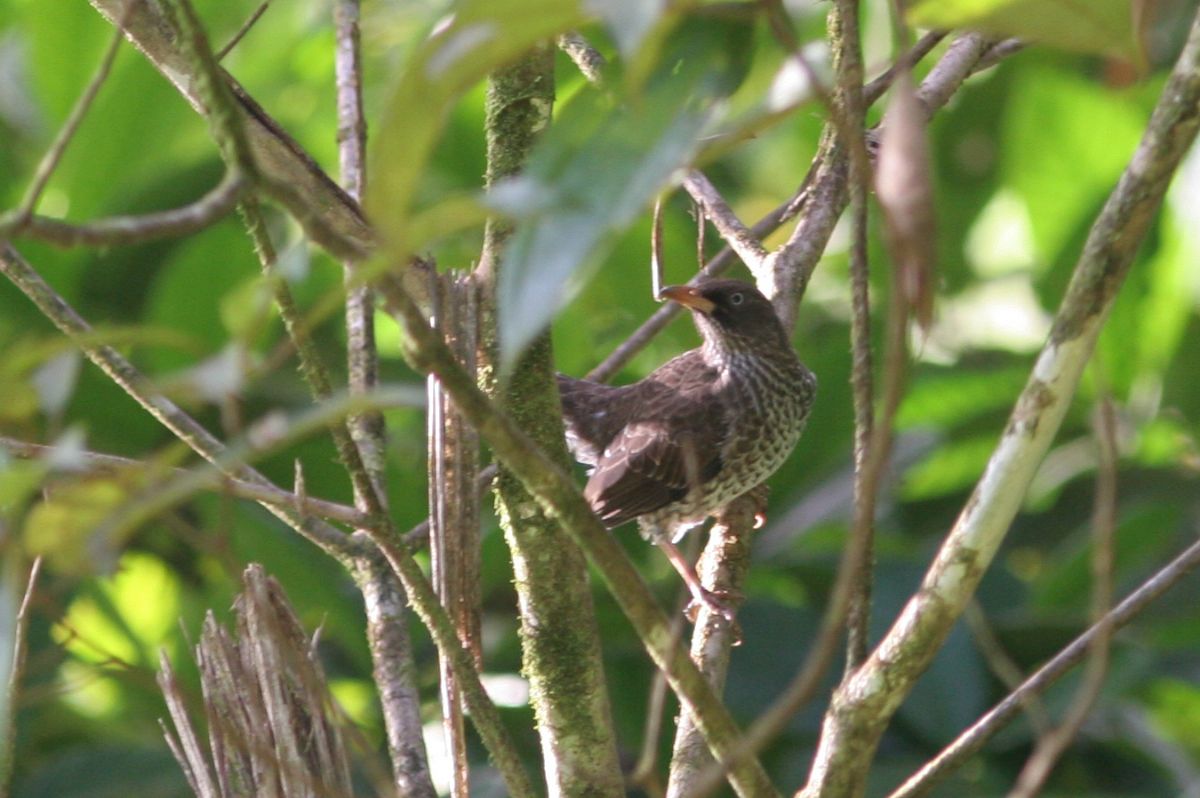 iGoTerra - Learn about Wing-barred Piprites Piprites chloris