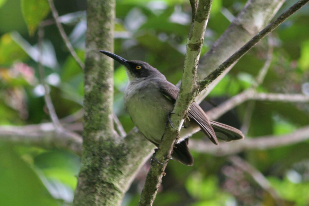 iGoTerra - Learn about Piratic Flycatcher Legatus leucophaius