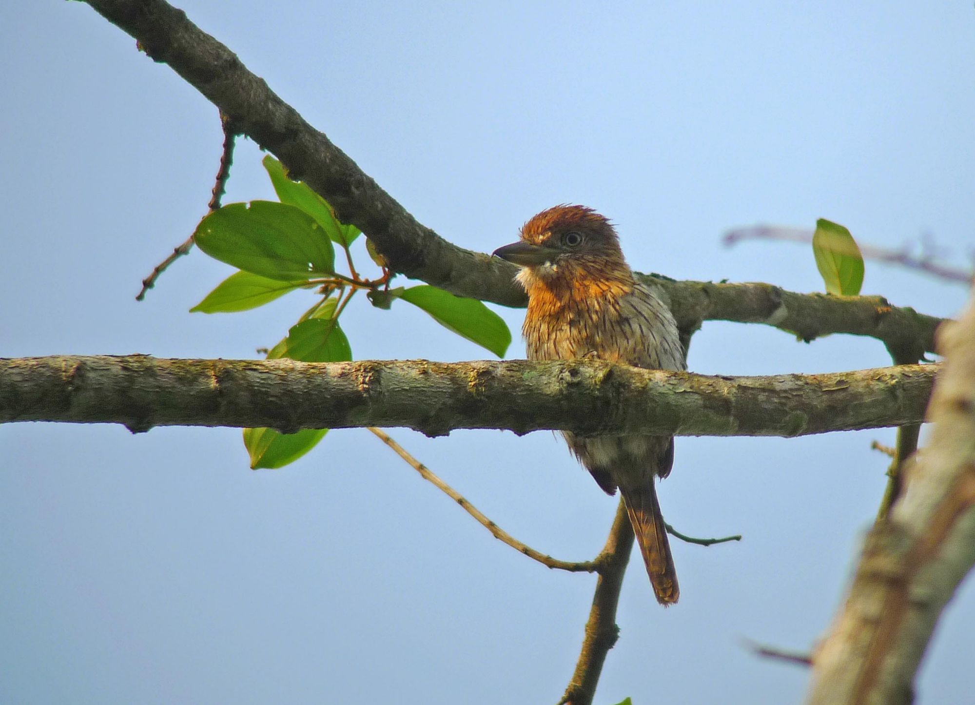 iGoTerra - Learn about Brown Bush Warbler Locustella luteoventris