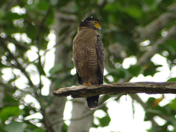 iGoTerra - Learn about Flame Shoulder Ochropleura plecta