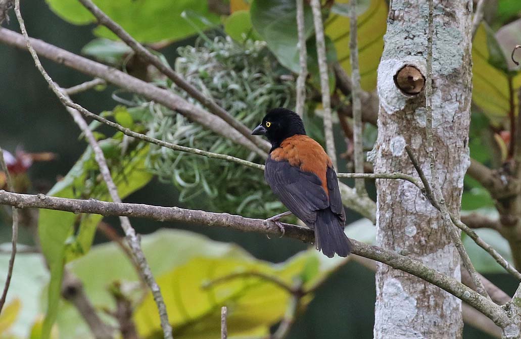 iGoTerra - Learn about Aerodramus fuciphagus vestitus