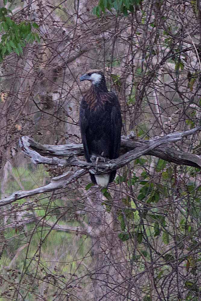 iGoTerra - Learn about Garden Tree Boa Corallus hortulana
