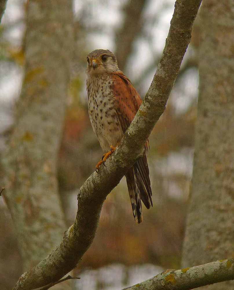 iGoTerra - Learn about Dusky-headed Parakeet Aratinga weddellii