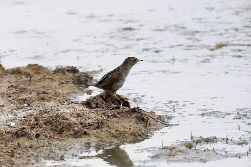 iGoTerra - Learn about Barred Puffbird Nystalus radiatus