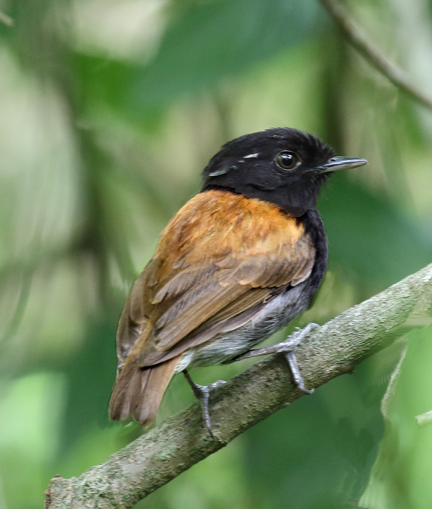 iGoTerra - Learn about Rufous Woodpecker Micropternus brachyurus