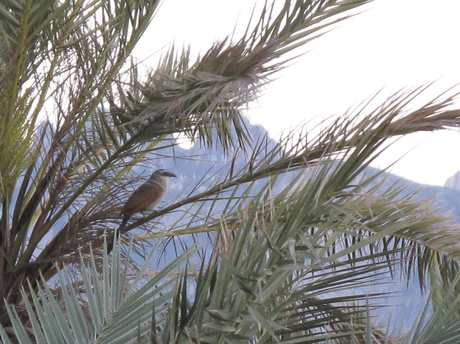 iGoTerra - Learn about Lesser Whitethroat Curruca curruca