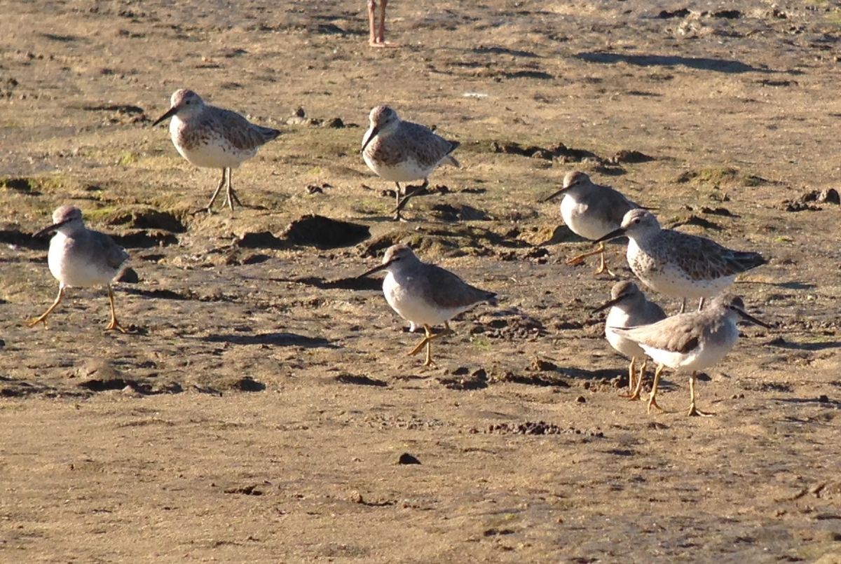 iGoTerra - Learn about Hairy Flax Linum pubescens