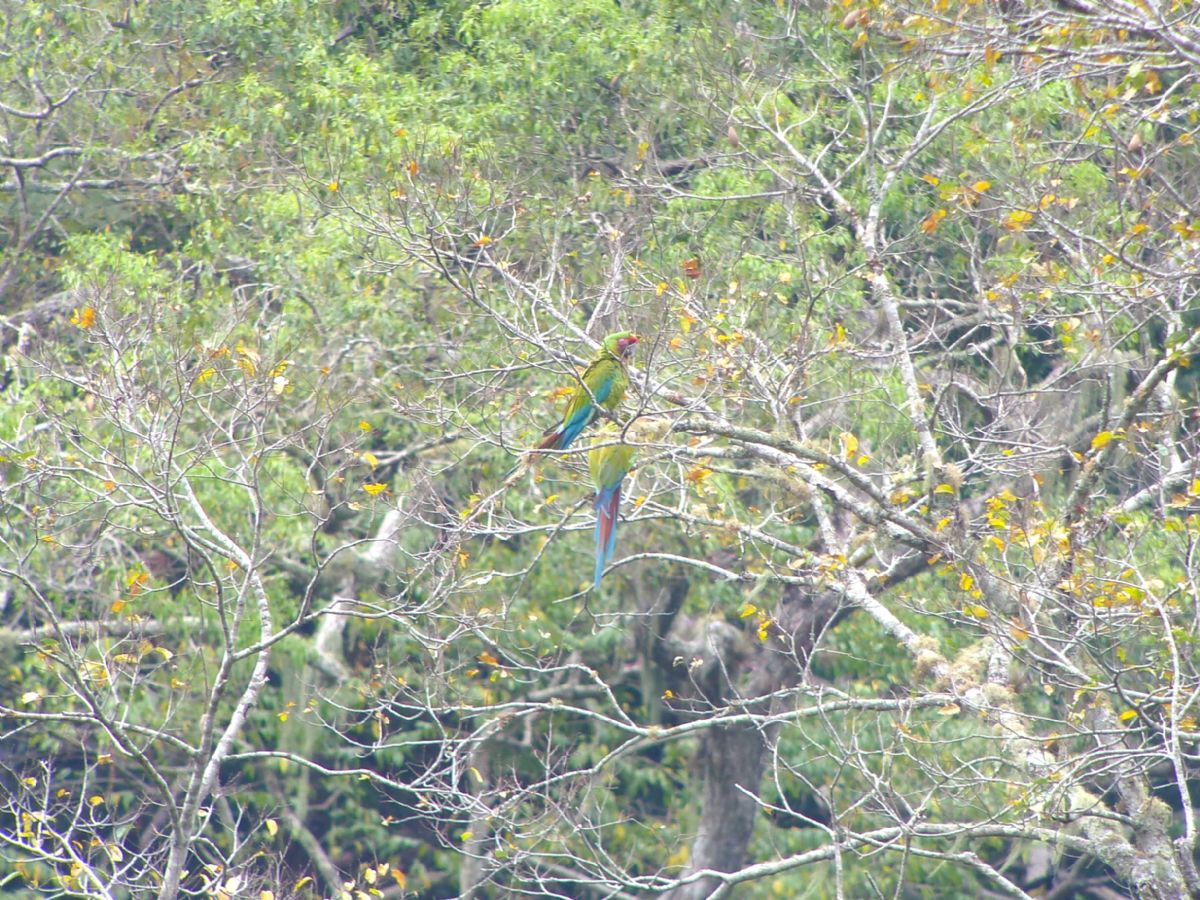 iGoTerra - Learn about Black-shouldered Kite Elanus axillaris