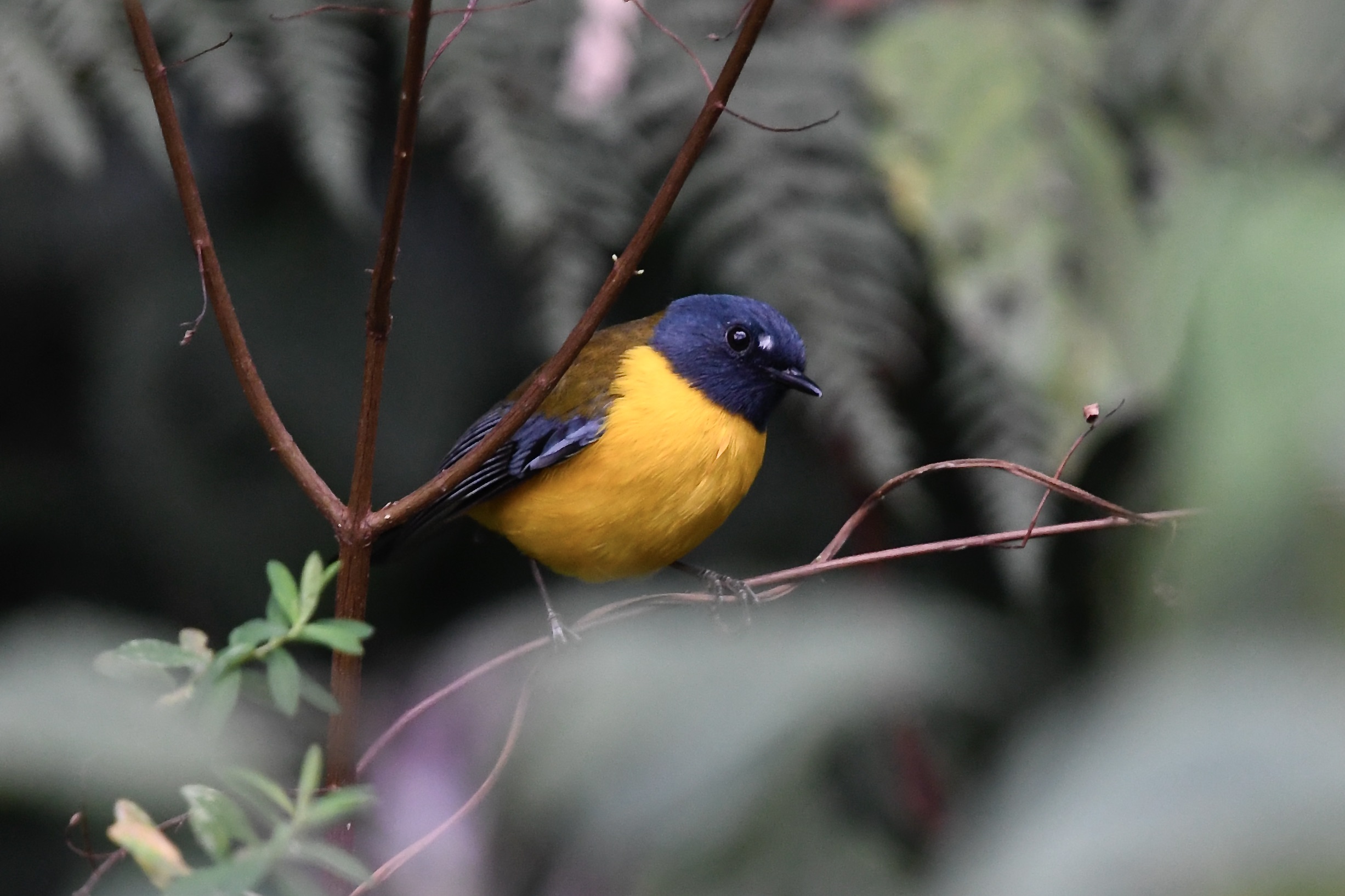 iGoTerra - Learn about Common Diving Petrel Pelecanoides urinatrix