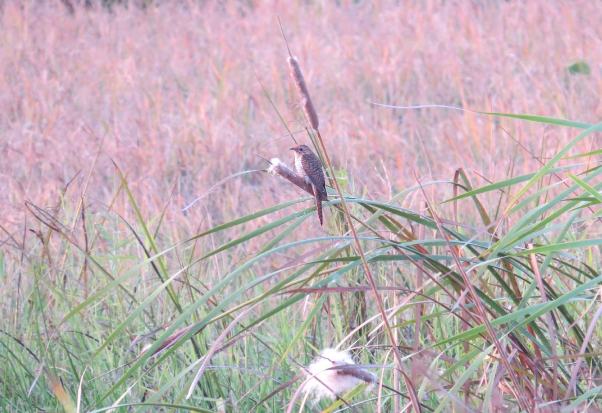 iGoTerra - Learn about Flame Shoulder Ochropleura plecta