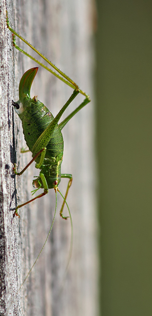 iGoTerra - Learn about Emperor Dragonfly Anax imperator