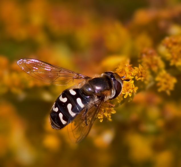 iGoTerra - Learn about Red-breasted Toucan Ramphastos dicolorus
