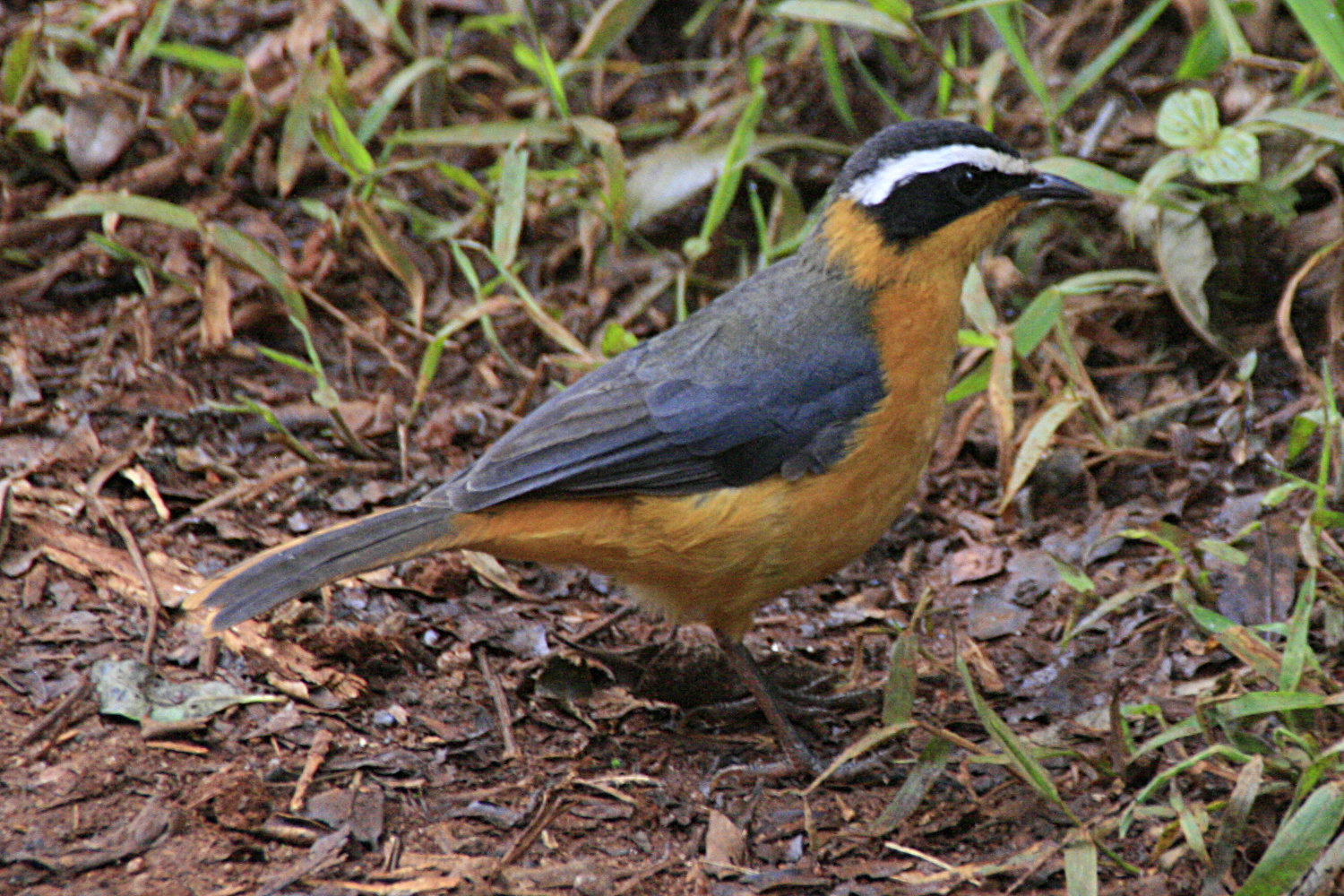 iGoTerra - Learn about Blunt-flowered Rush Juncus subnodulosus