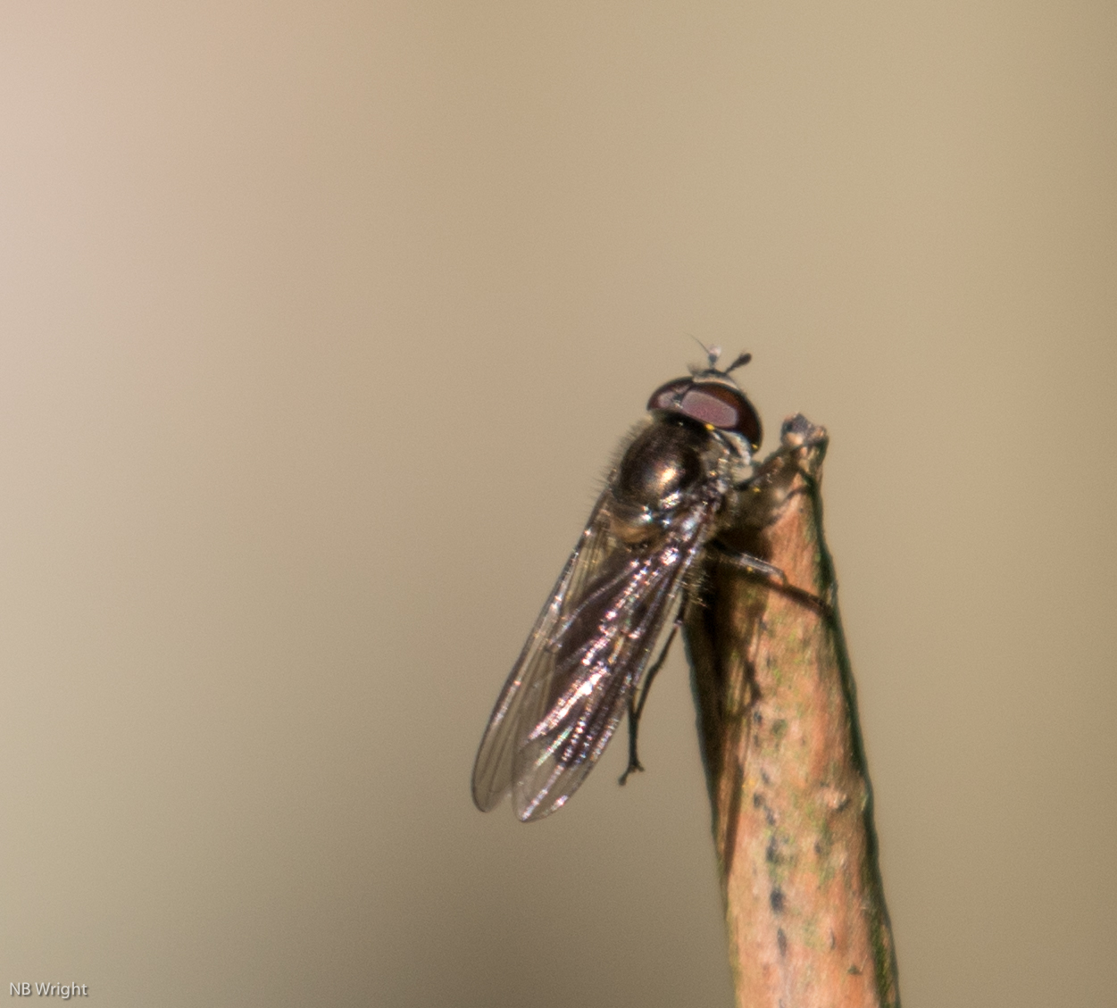 iGoTerra - Learn about Red Sea Leopard Grouper Plectropomus marisrubri