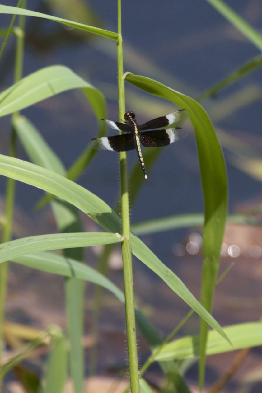 iGoTerra - Learn about Lesser Spotted Woodpecker Dryobates minor