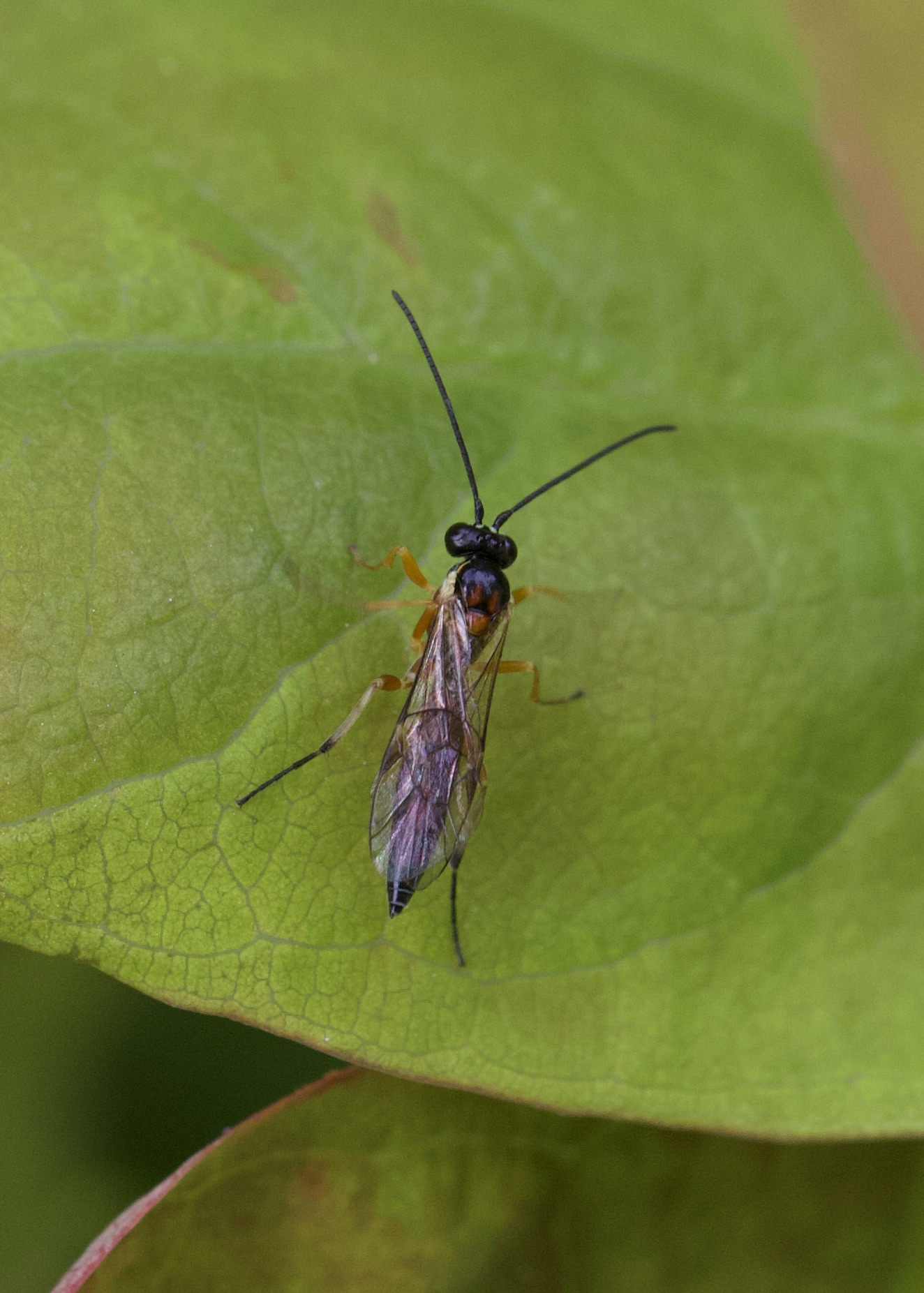 iGoTerra - Learn about Oculate Dancer Argia oculata