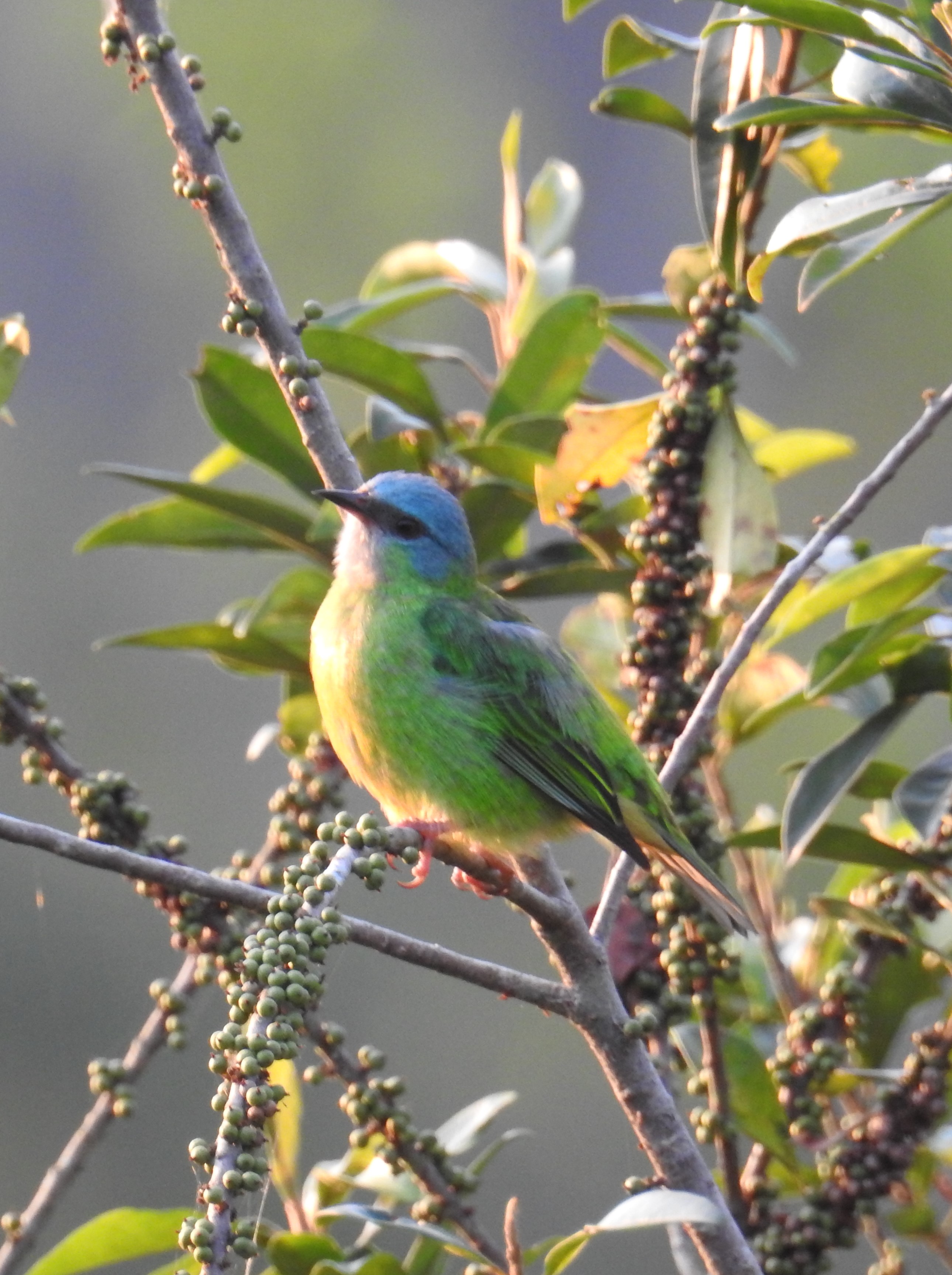 iGoTerra - Learn about Arrowhead Piculet Picumnus minutissimus