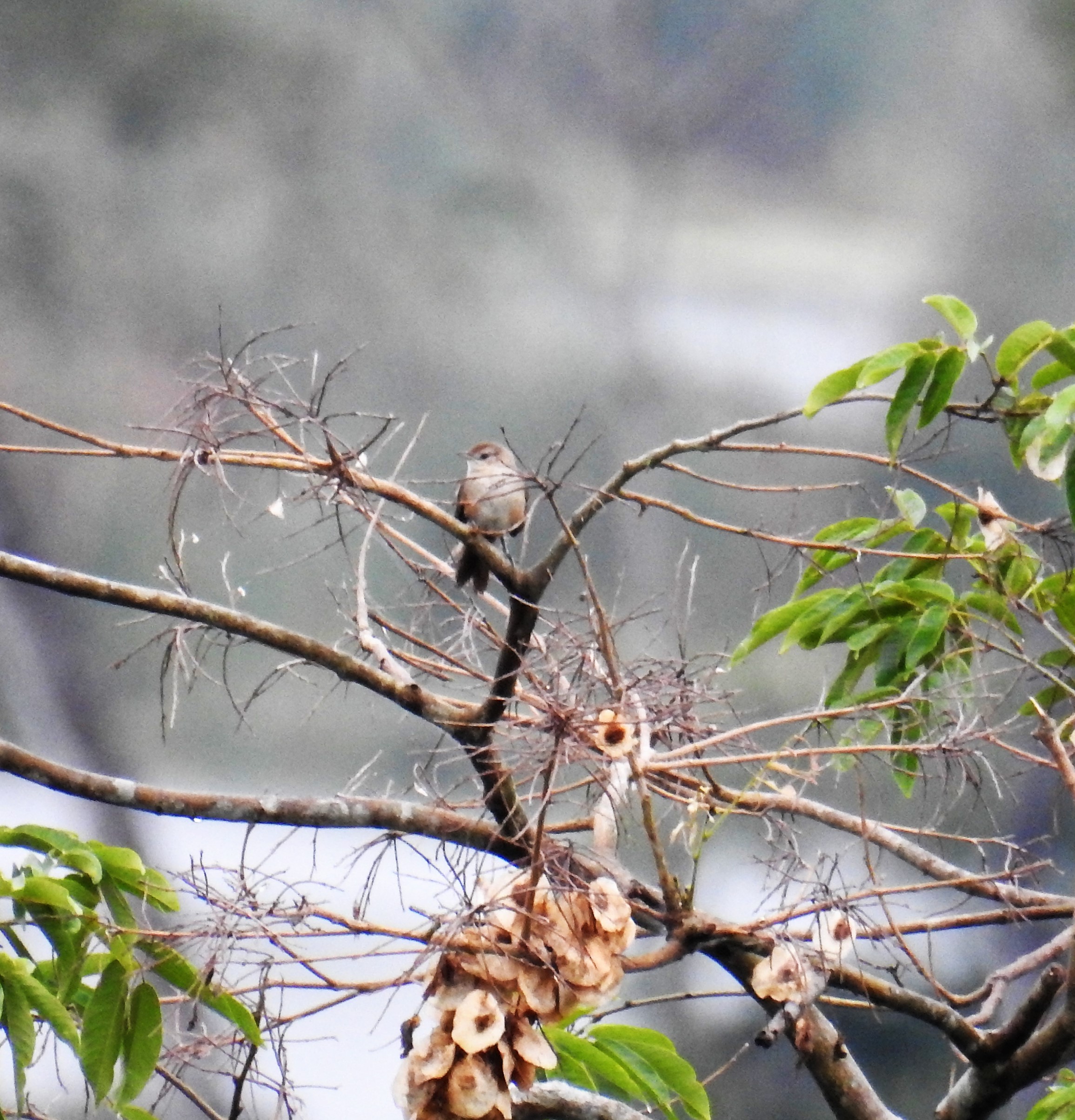iGoTerra - Learn about Leptocoma aspasia grayi