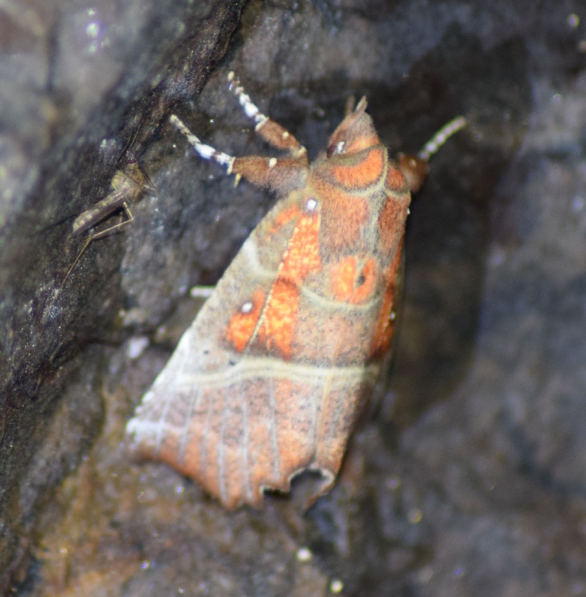iGoTerra - Learn about Barred Puffbird Nystalus radiatus