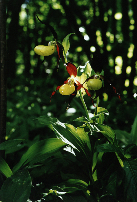 iGoTerra - Learn about Spangled Coquette Lophornis stictolophus