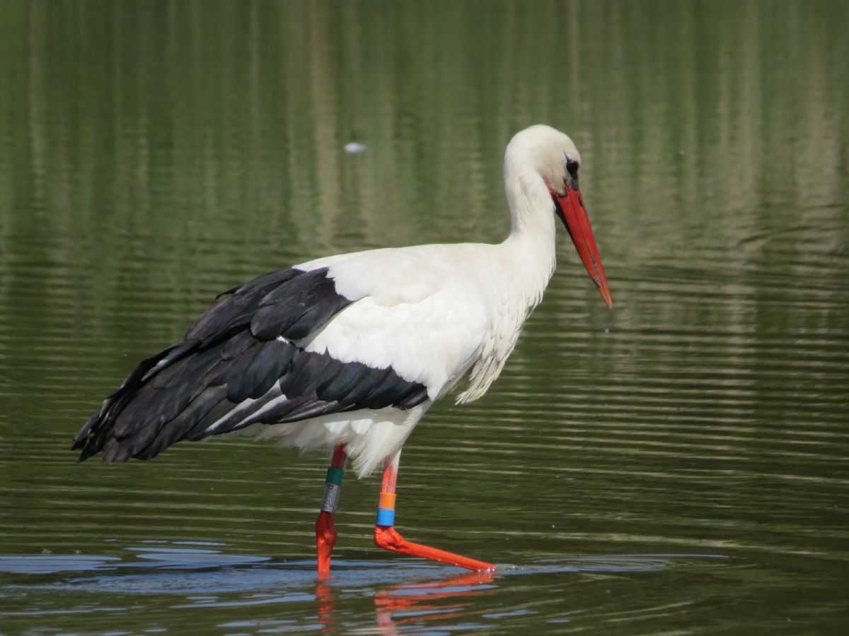 iGoTerra - Learn about Norway Redfish Sebastes viviparus