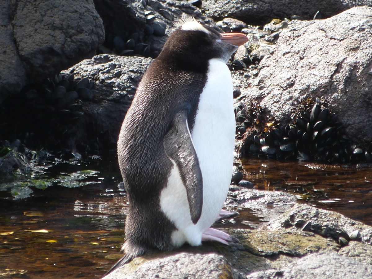 iGoTerra - Learn about Andean Ibis Theristicus branickii