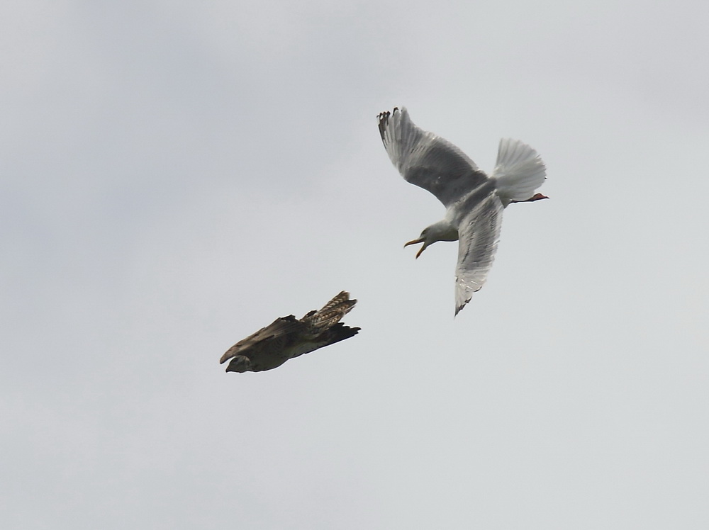 iGoTerra - Learn about Saker Falcon Falco cherrug