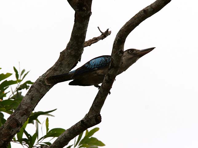 iGoTerra - Learn about Southern Rough-winged Swallow Stelgidopteryx ...