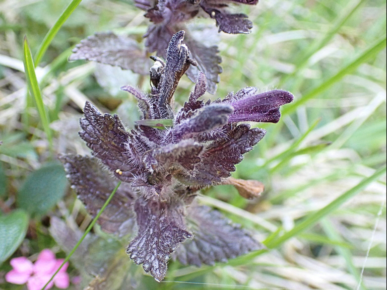 iGoTerra - Learn about Cyanoderma melanothorax melanothorax