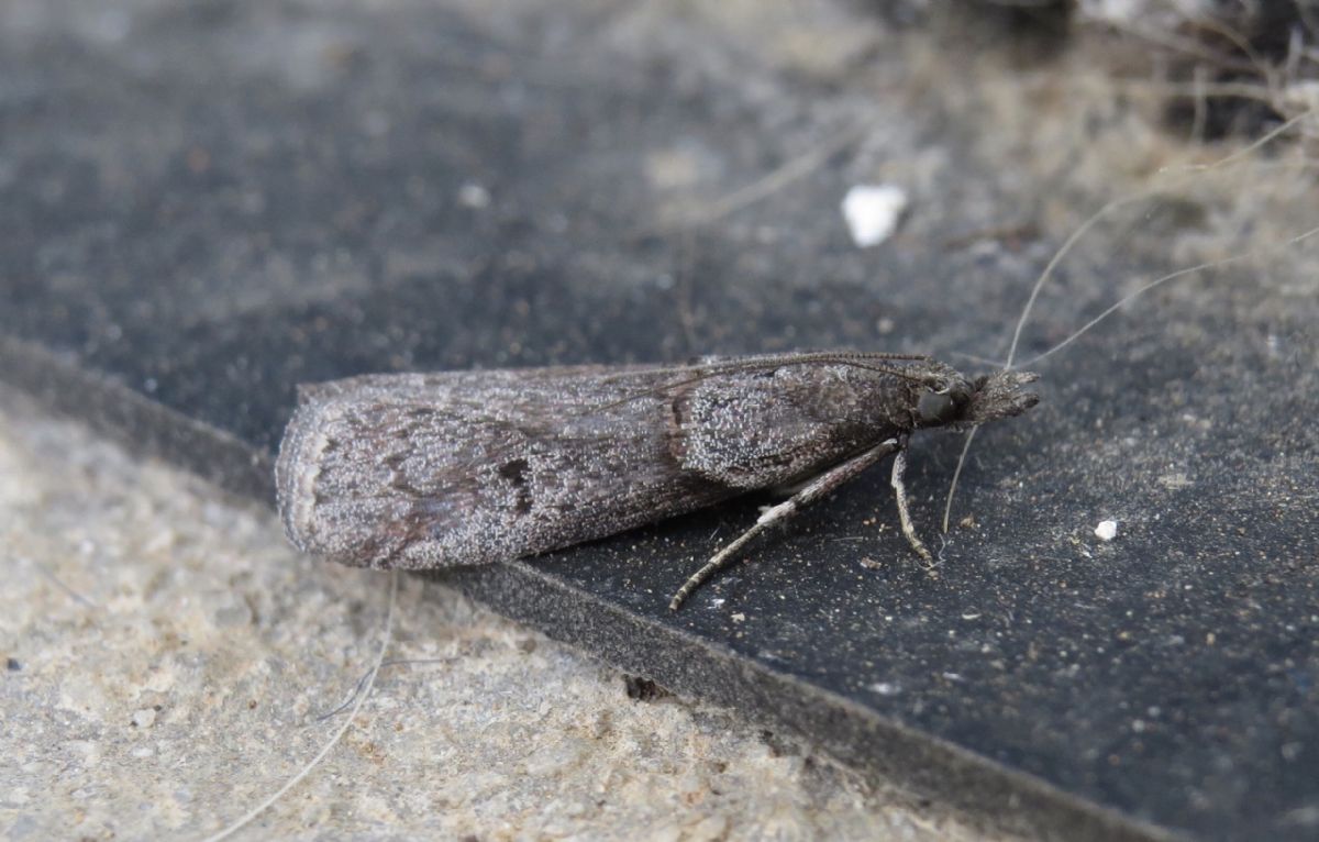 iGoTerra - Learn about Costa Rican Swift Chaetura fumosa