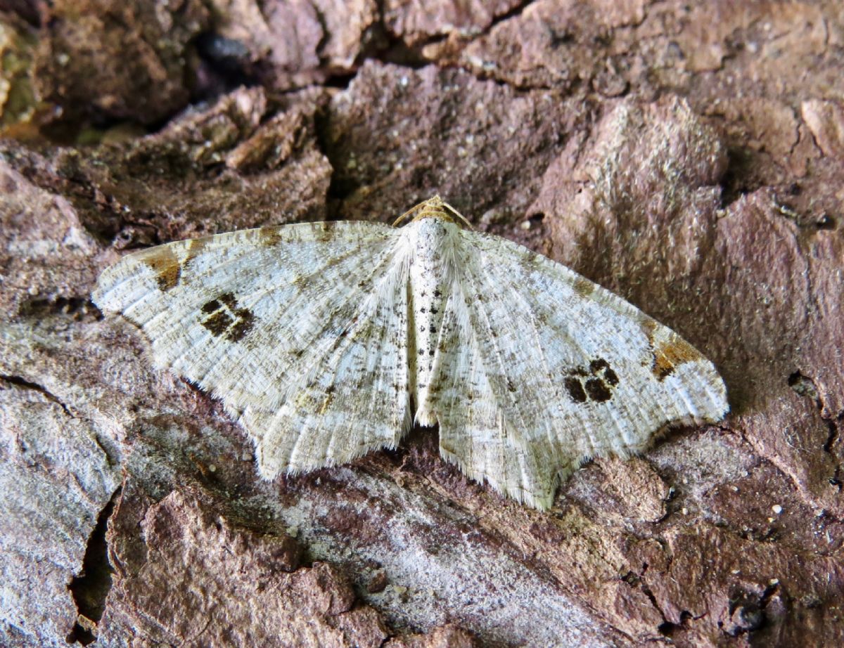 iGoTerra - Learn about Modest Furcula Moth Furcula modesta