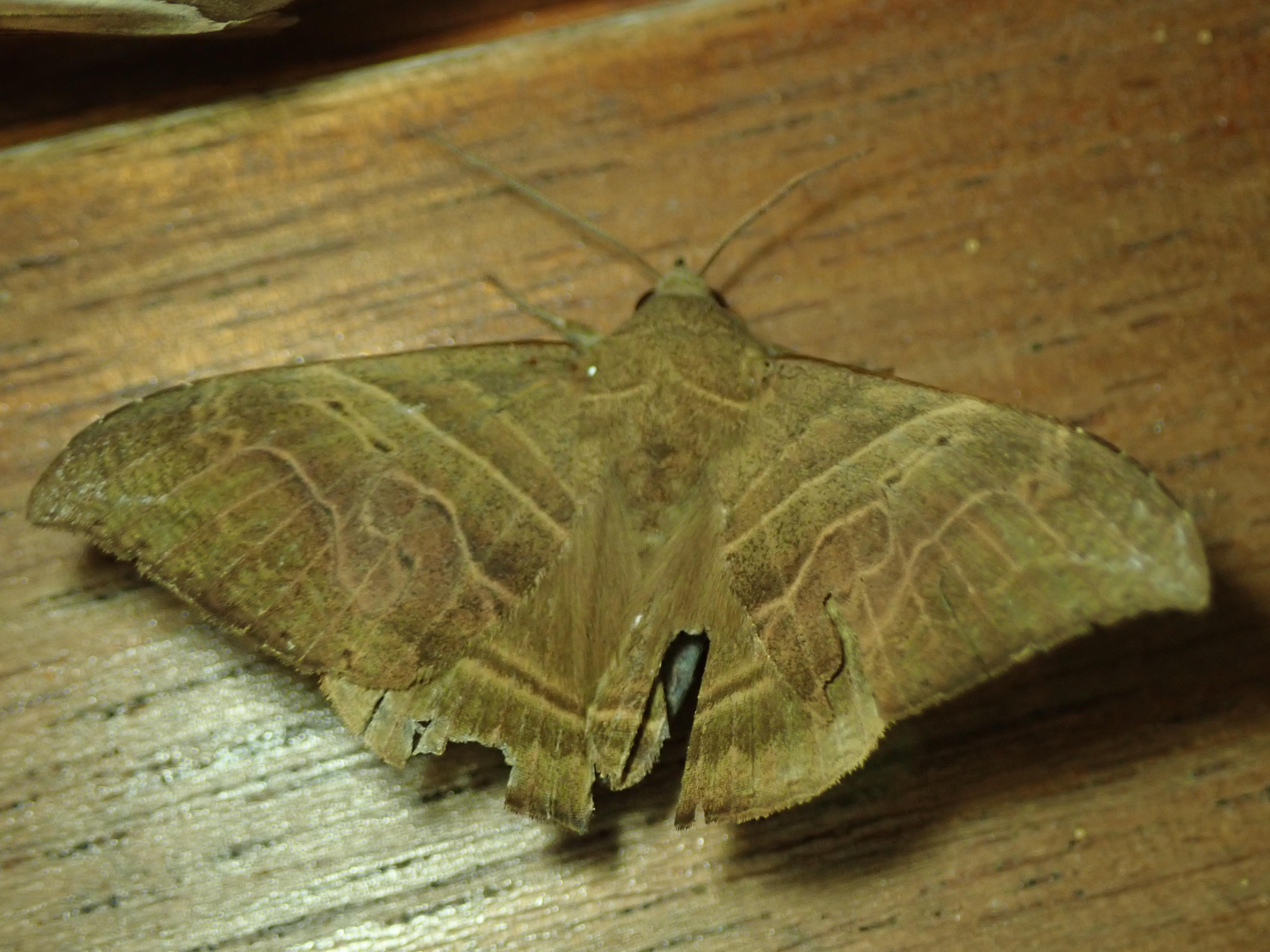 iGoTerra - Learn about Lineated Woodpecker Dryocopus lineatus