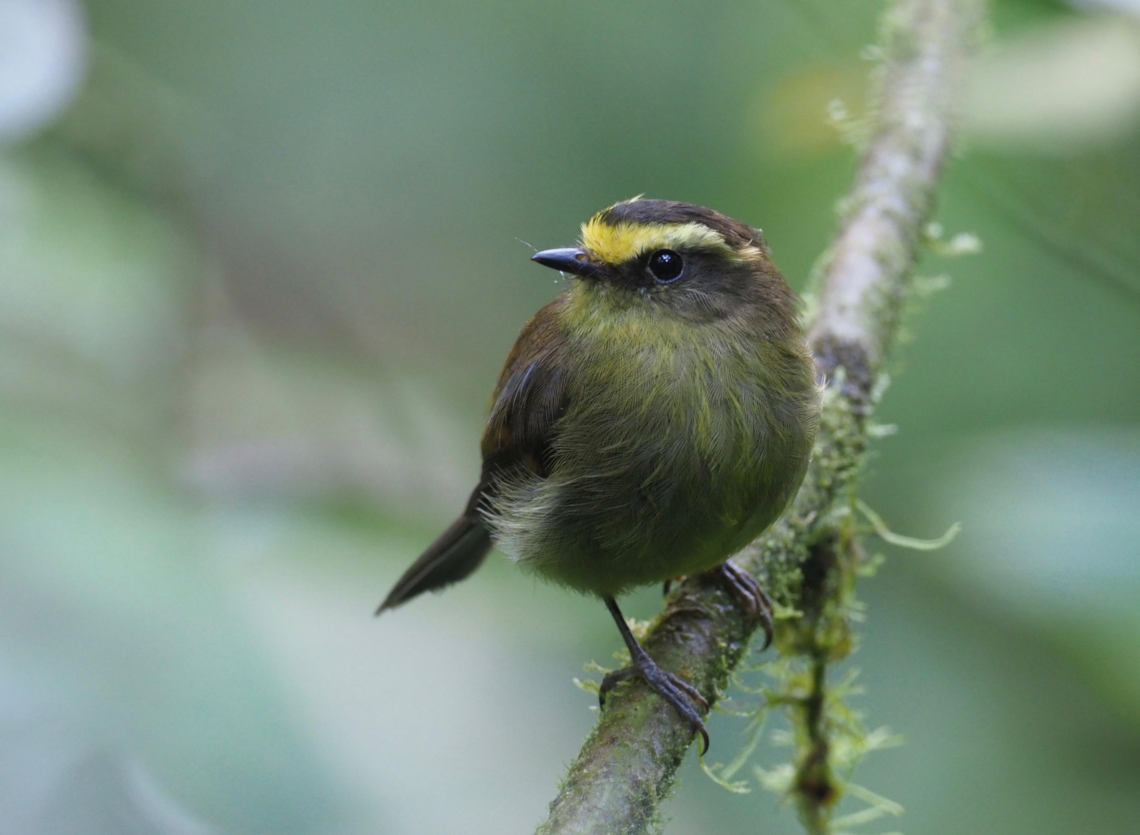 iGoTerra - Learn about Lesser Whitethroat (desert) Curruca curruca minula