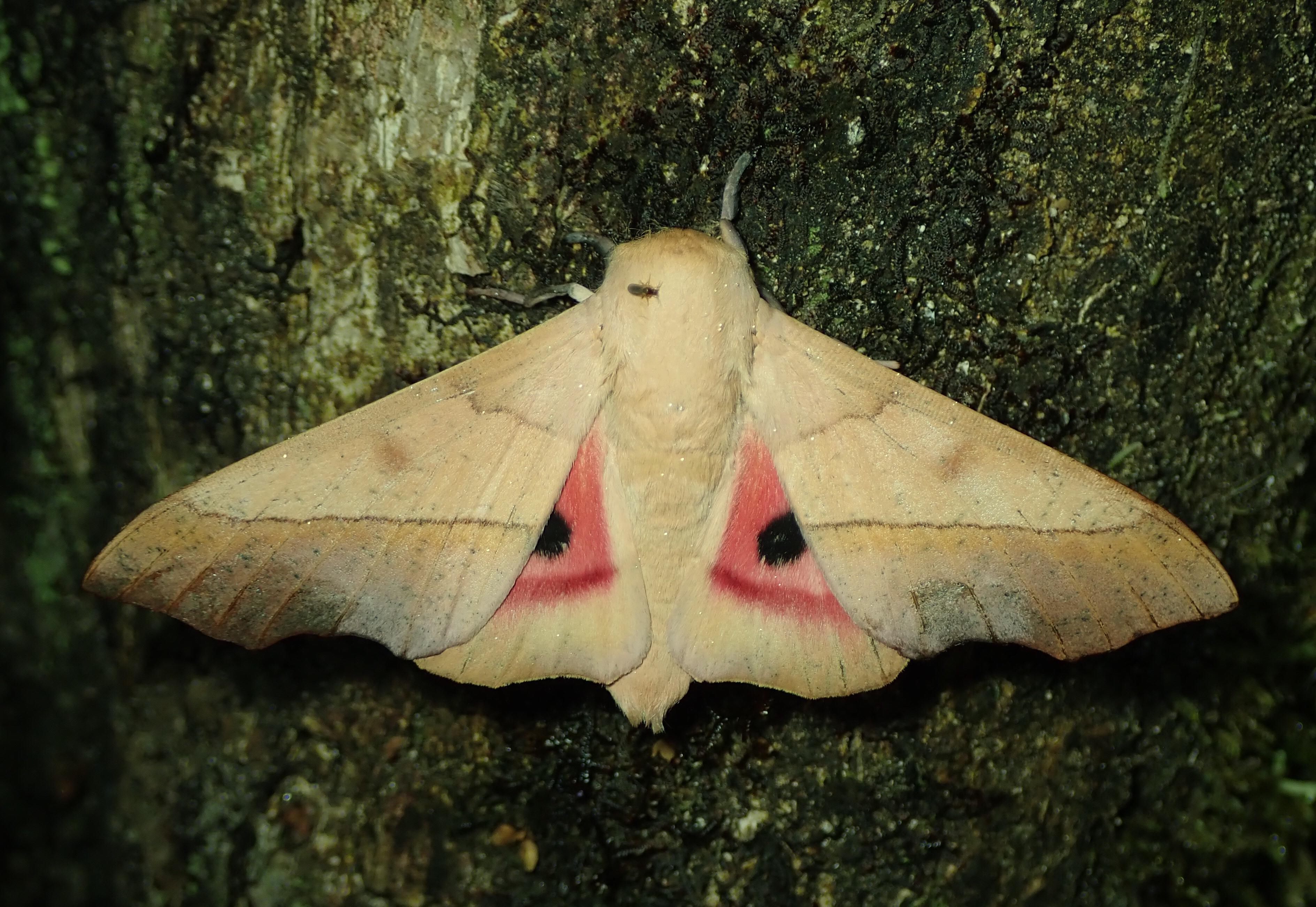 iGoTerra - Learn about Russet Sparrow Passer cinnamomeus