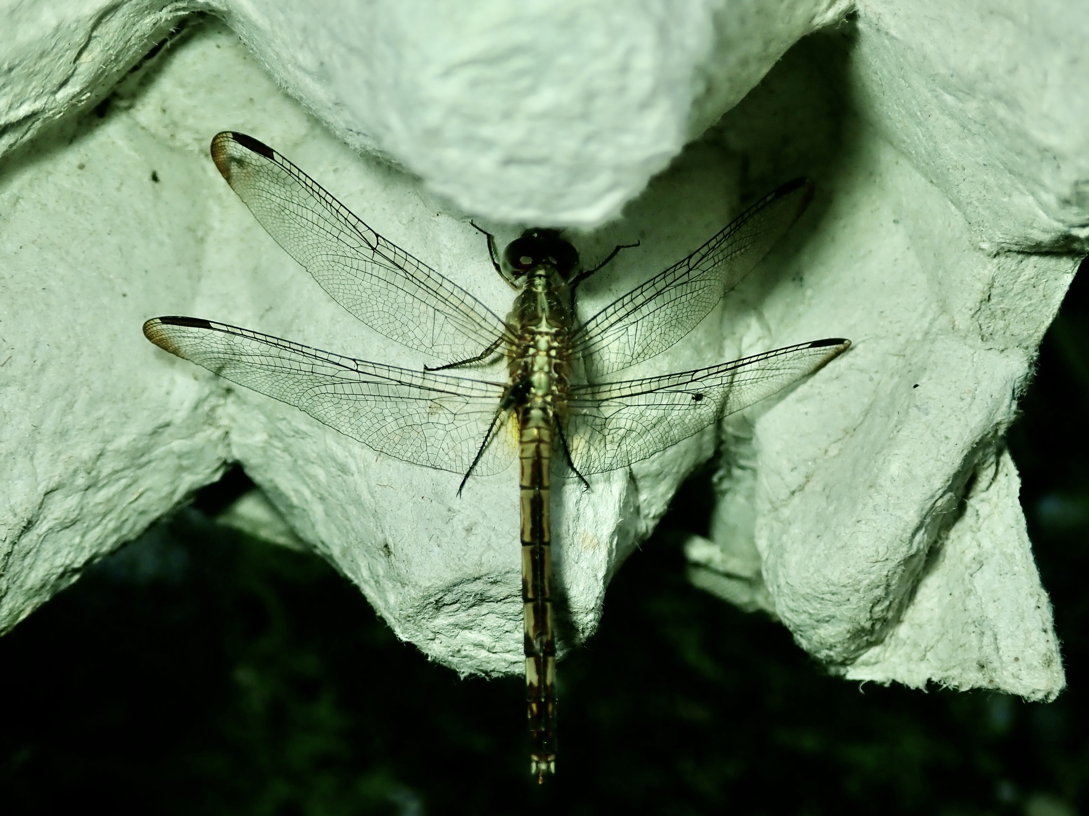 iGoTerra - Learn about Bar-tailed Treecreeper Certhia himalayana