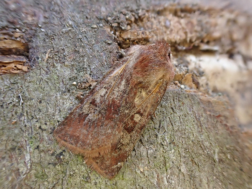 iGoTerra - Learn about Unicorn Caterpillar Moth Schizura unicornis