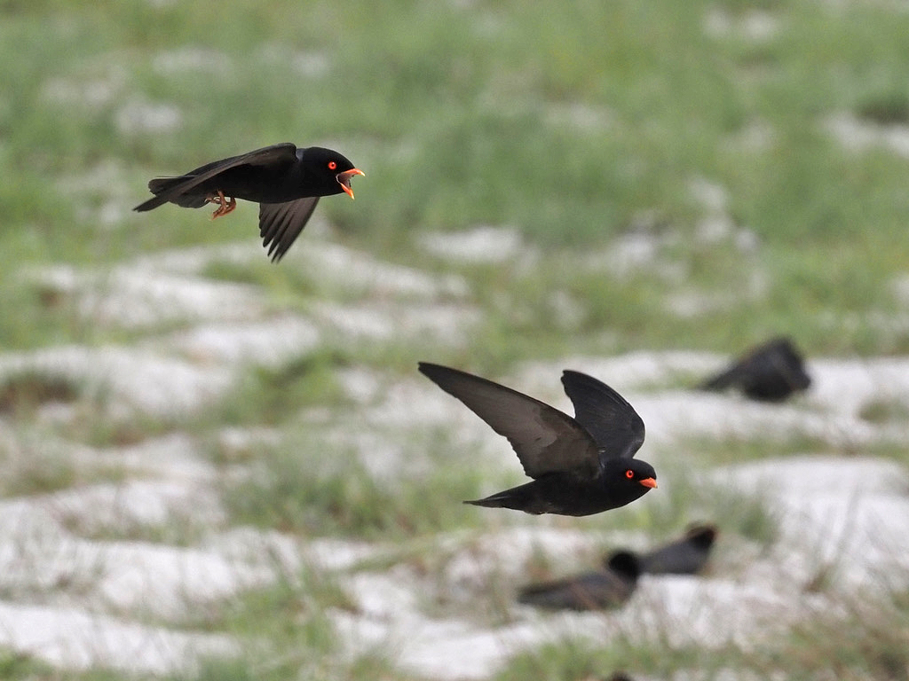 iGoTerra - Learn about Chestnut-vented Warbler Curruca subcoerulea