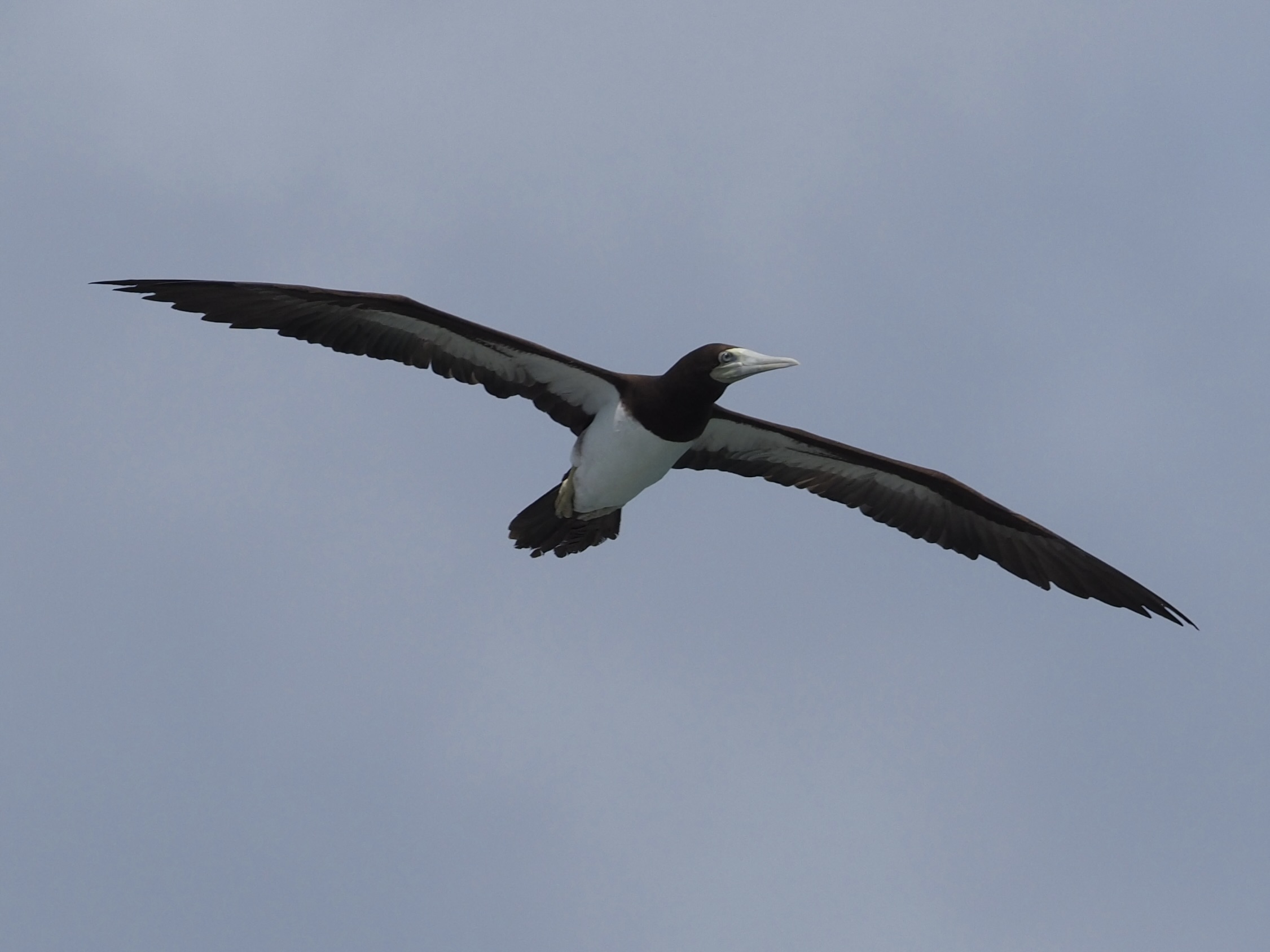 iGoTerra - Learn about Southern Armyworm Moth Spodoptera eridania