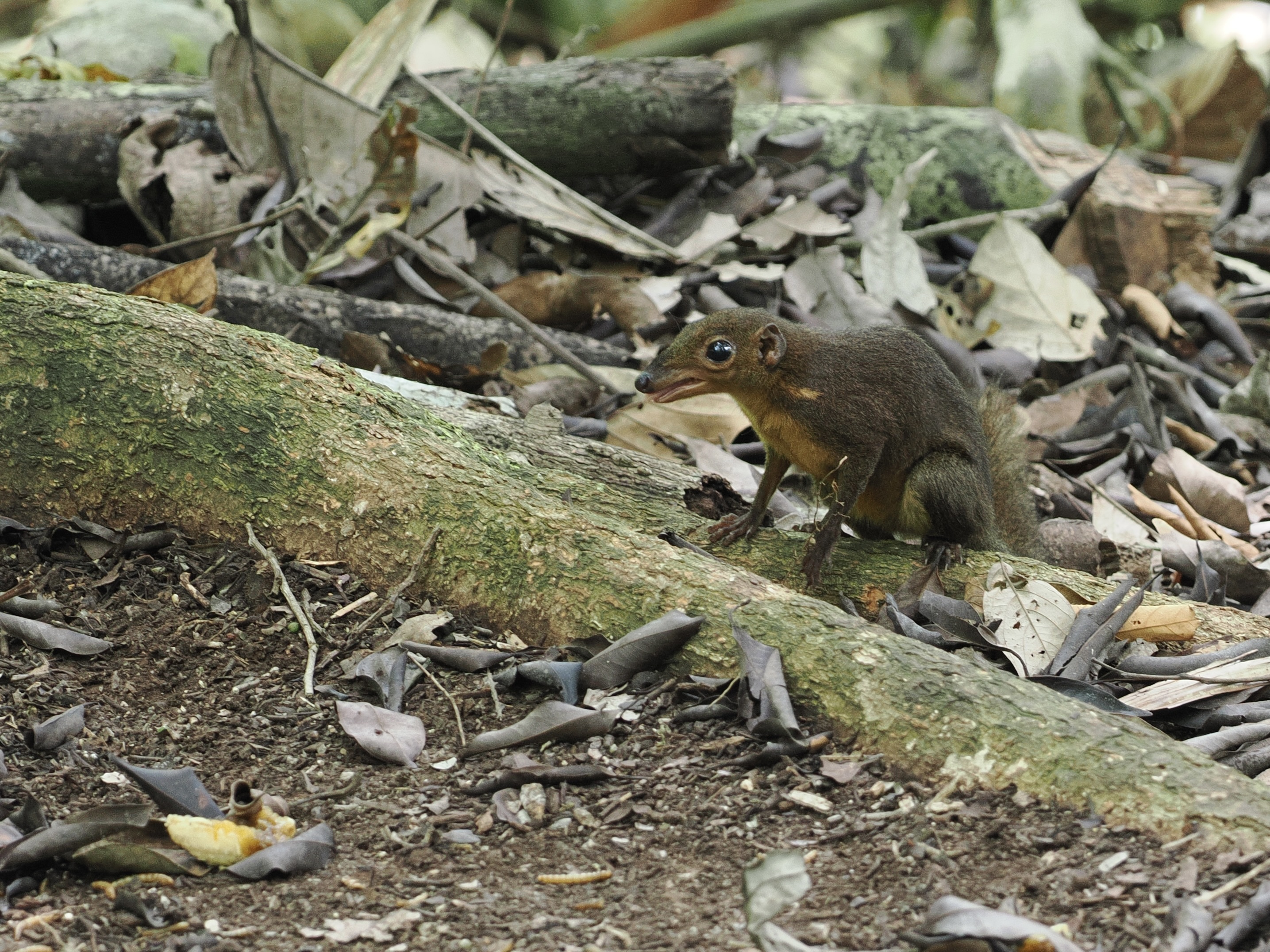 iGoTerra - Learn about Golden-winged Manakin Masius chrysopterus