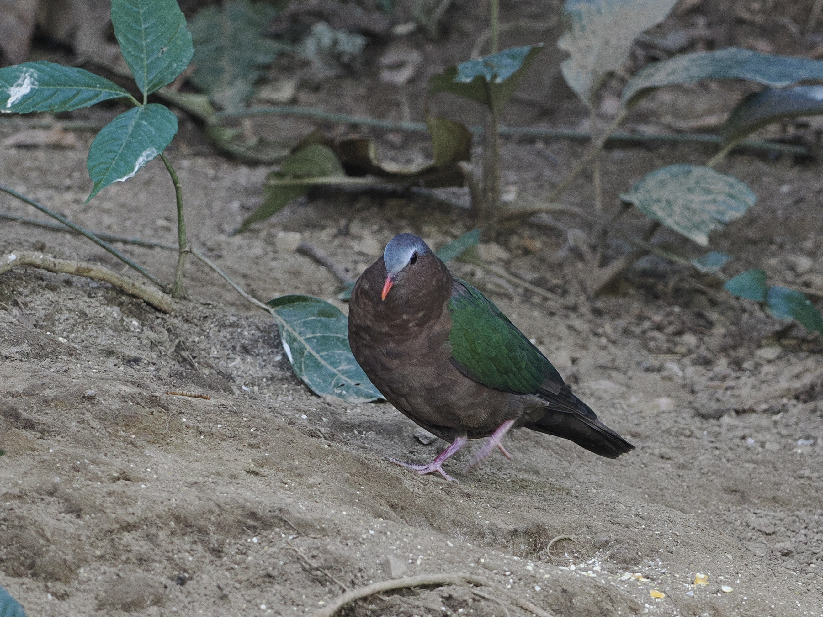 iGoTerra - Learn about Southern Armyworm Moth Spodoptera eridania