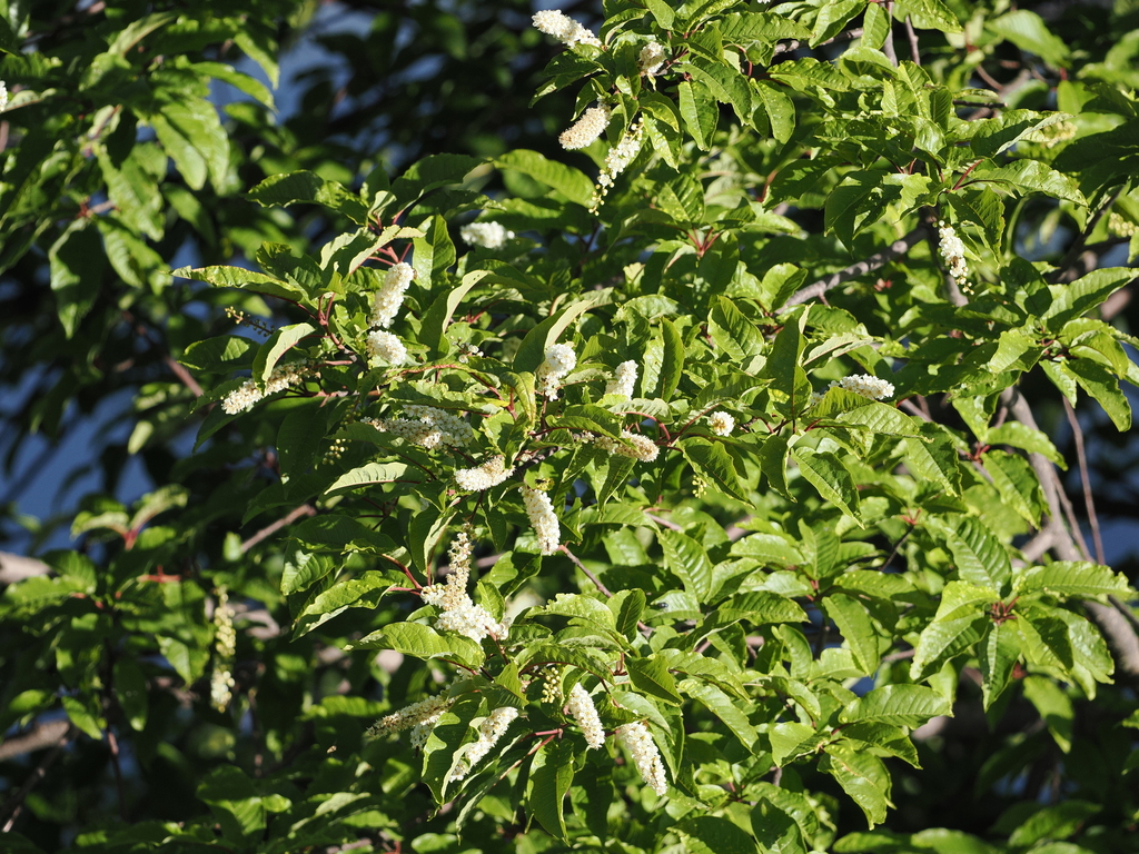 iGoTerra - Learn about Red-faced Spinetail Cranioleuca erythrops