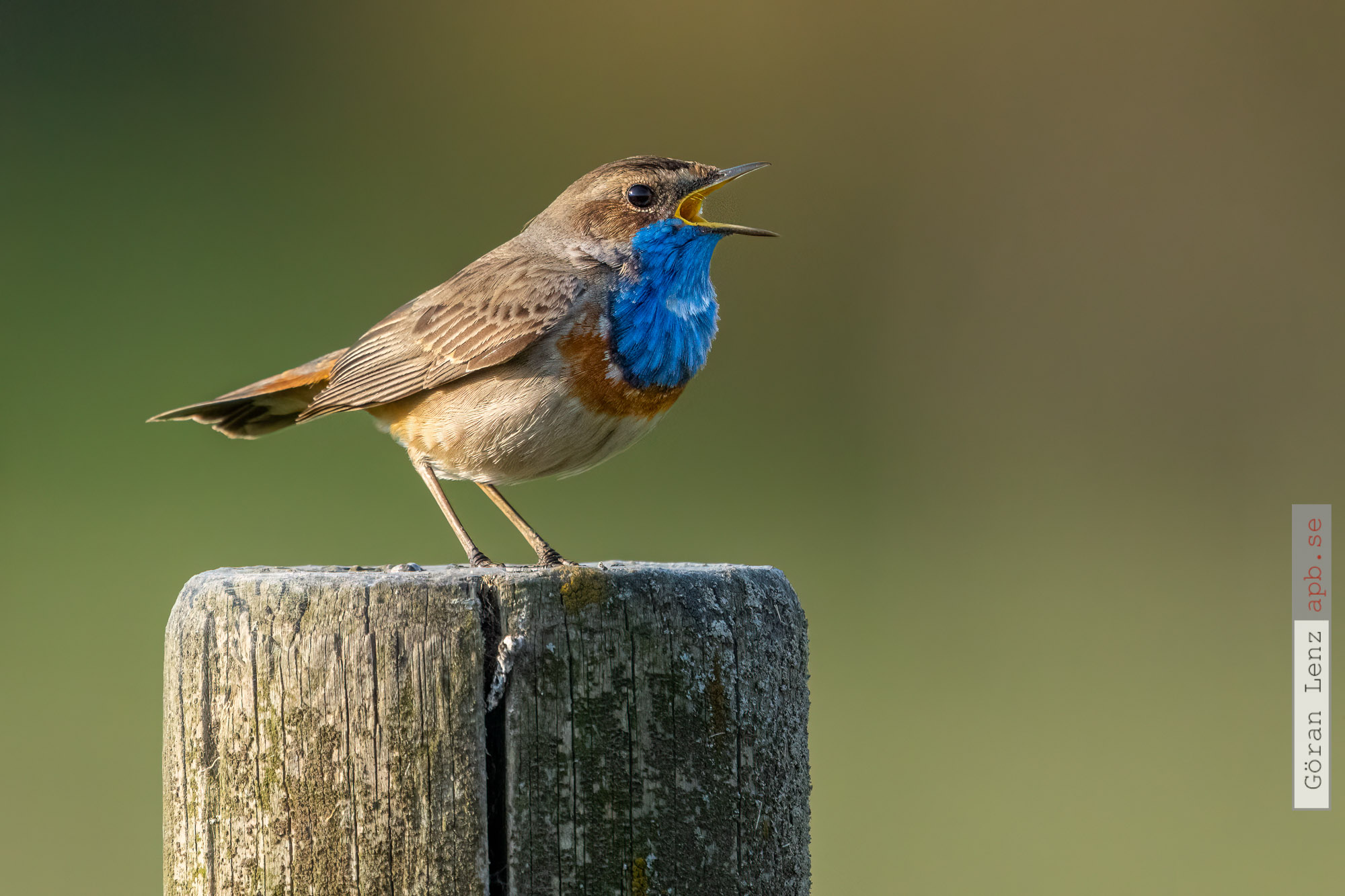 iGoTerra - Learn about Black-faced Woodswallow Artamus cinereus